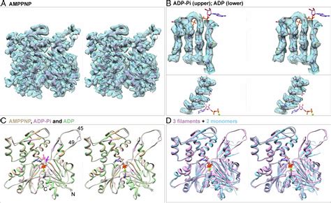 Actin Filaments Em