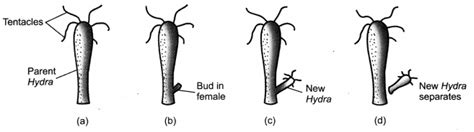 How Do Organisms Reproduce Class 10 Extra Questions With Answers