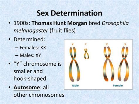 Chapter 12 Inheritance Patterns And Human Genetics Ppt Download