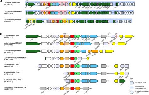 A Gene Maps Of Plasmids Pndm Bj01 Pndm 40 1 And Pndm Ab B