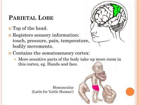 Ppt The Central Nervous System Powerpoint Presentation Free Download