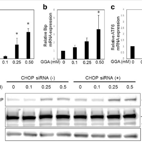Gga Induced Endoplasmic Reticulum Stress In Lx2 Cells C Ebp Homologous