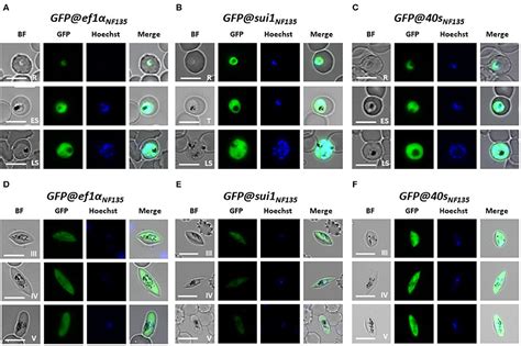 Frontiers Generation Of Novel Plasmodium Falciparum Nf135 And Nf54