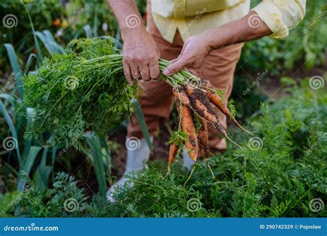Close Up Of A Fresh Carrot Pulled Straight From The Ground Stock Image
