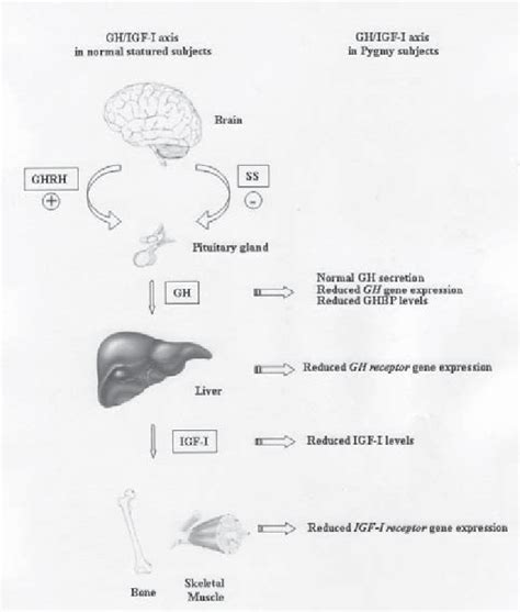 Schematic Representation Of The Normal Gh Igf I Axis On The Left And