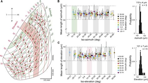 modularity in the organization of mouse primary visual cortex neuron