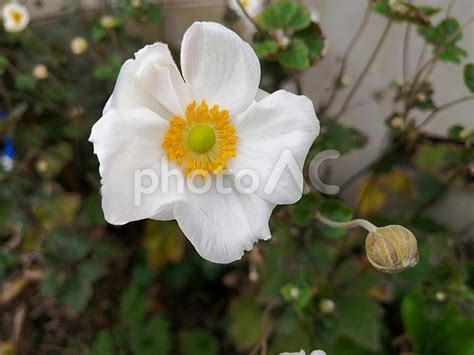 秋明菊 シュウメイギク の花 No 25241711｜写真素材なら「写真ac」無料（フリー）ダウンロードok