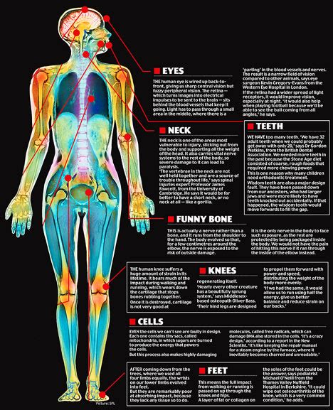 the tantalising design flaws of our bodged bodies daily mail online