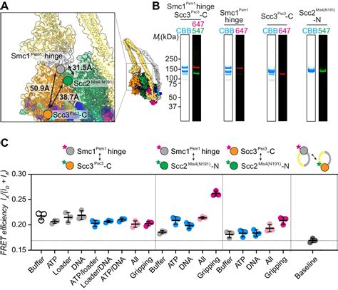 Figures And Data In A Brownian Ratchet Model For Dna Loop Extrusion By