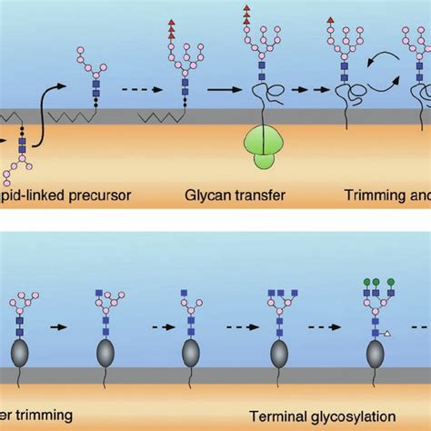The N Linked Core Oligosaccharide N Linked Glycans Are Added To