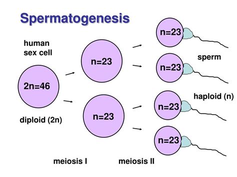 Ppt Meiosis Powerpoint Presentation Free Download Id 7027386
