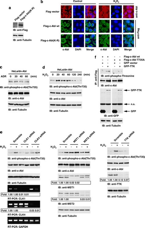 Phosphorylation Of C Abl At Thr735 In Response To Oxidative Stress A