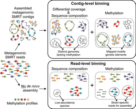 Metagenomics Analysis Shotgun Metagenomics 1010genome Next