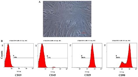 The Culture And Identification Of Bmscs A The Morphology Of Bmscs