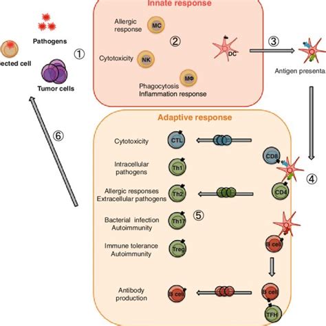 1 The Innate And Adaptive Immune Responses The Innate Immune Responses