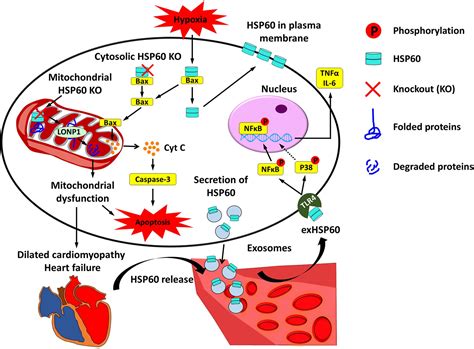 Frontiers Heat Shock Protein 60 In Cardiovascular Physiology And Diseases