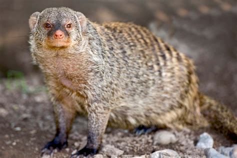mongoose species and facts britannica