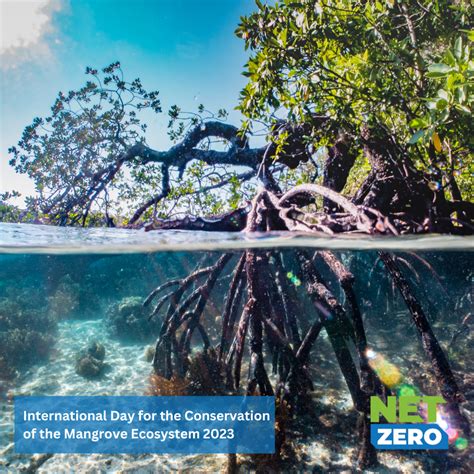 Netzero Celebrating The International Day For The Conservation Of
