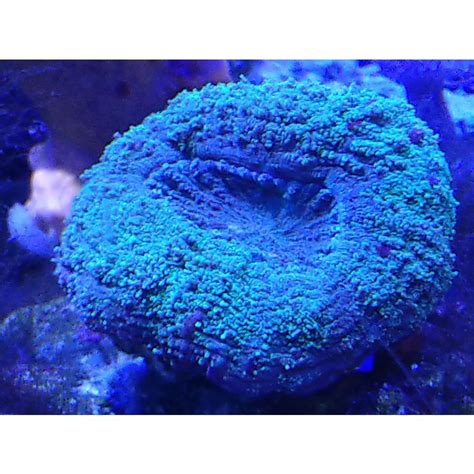 ハナガタサンゴ グリーン サイズ10cm前後 画像の生体をお届けいたします。 Hanagata02 お魚倉庫 通販 Yahoo ショッピング