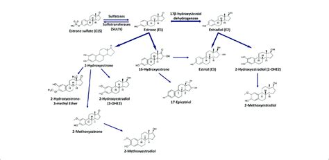 Estrogen Metabolism This Schematic Identifies Key Intermediates In