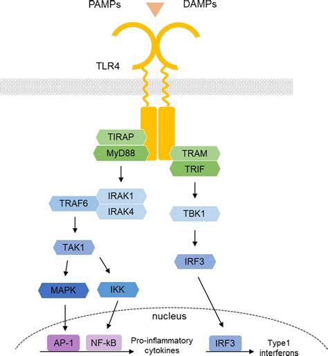 Tlr4 Signaling Pathways Myd88 Dependent And Independent Downstream