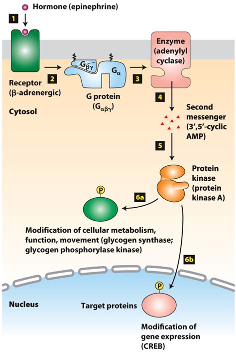 Generalized Signal Transduction Pathway Diagram Quizlet