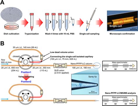 Overview Of Single Hela Cell Sampling A And Nano Lc Ms Ms Analysis B