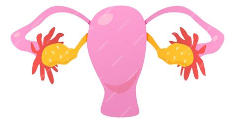 Premium Vector Female Reproduction System Cartoon Illustration Uterus