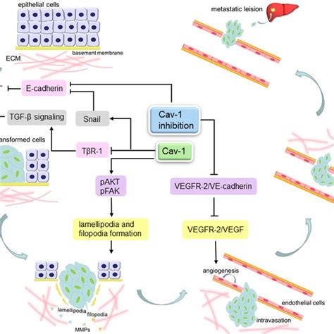 Structure Of Caveolae And Cav 1 Caveolae Is An Ω Shaped Structure