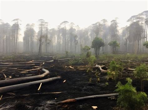 Degradación Ambiental Causas Consecuencias Y Ejemplos Explicados