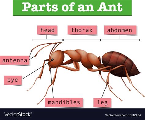 diagram showing parts ant royalty free vector image