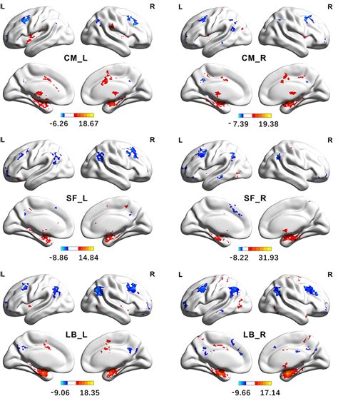 Frontiers Individualized Functional Parcellation Of The Human