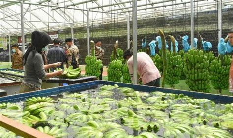 Proses Packing Pisang Cavendish Bener Meriah Menuju Pasar Ekspor