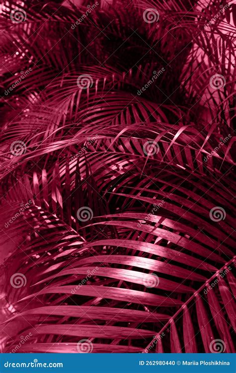 Abstract Magenta Color Palm Leaf Texture Nature Background Tropical
