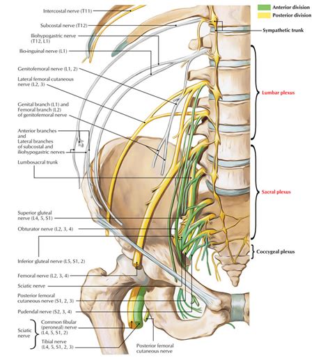 Spinal Nerves Earths Lab