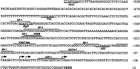 Structure Of The 5 Flanking Region Of The Murine Psma1 Gene The