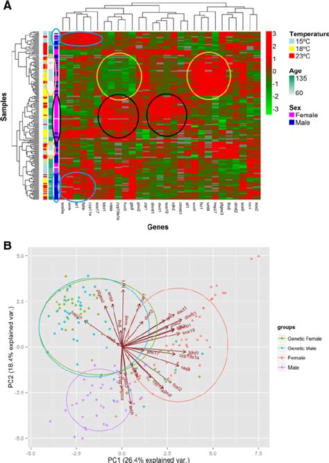 global expression patterns a heatmap of target genes and