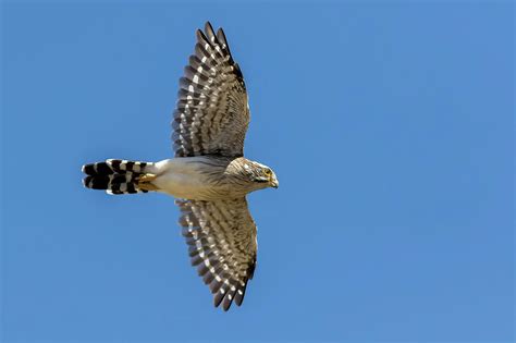 Spot Winged Falconet In Flight Photograph By Pablo Rodriguez Merkel