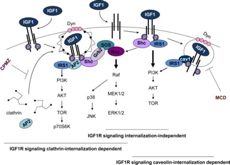 Simplified Model For Igf1r Signaling In Es Globally Af Open I