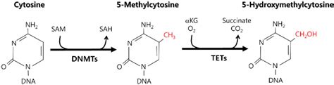 Dna Methylation And Demethylation Dnmts Dna Methyltransferases Tets