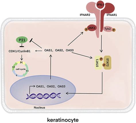 Oas1 Oas2 And Oas3 Contribute To Epidermal Keratinocyte Proliferation