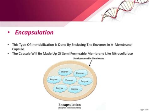 Enzyme Immobilization Advantages And Disadvantages With Method Of
