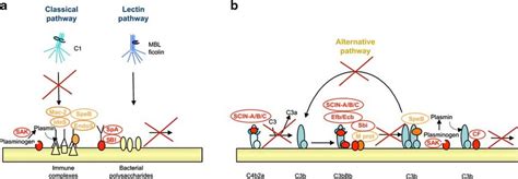 Bacterial Evasion Of Complement Recognition A And Opsonization B