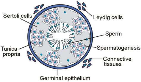 Draw Labelled Diagram Of A Transverse Section Of The Testis