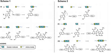 Proposed Reaction Sequences Involved In Genipin Crosslink Formation