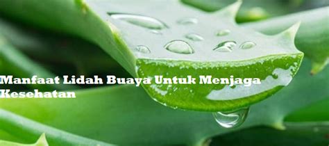 Empat Khasiat Lidah Buaya