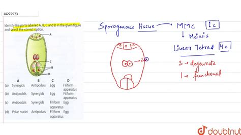 Identify The Parts Labelled A B C And D In The Given Figure And Select