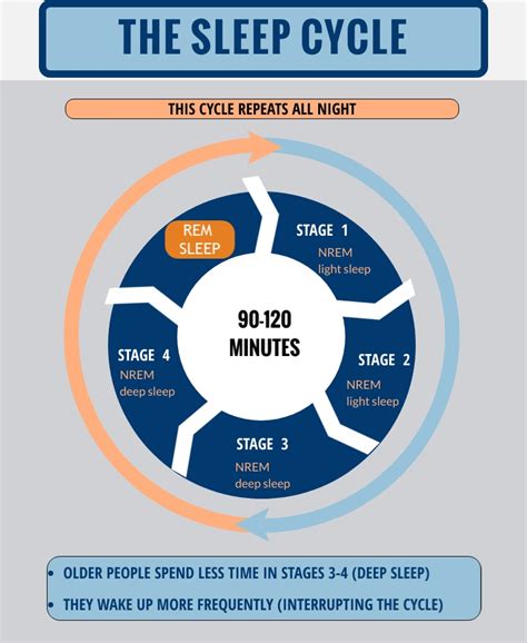 Sleep Cycle Stages Diagram