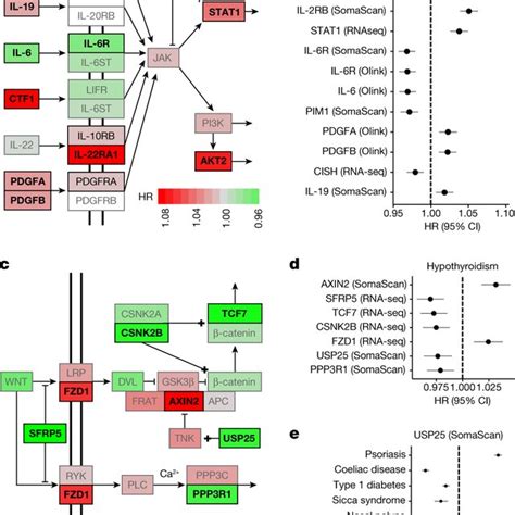 Jak Stat And Wnt Signalling Pathways A C Pathway Diagrams For Jak Stat