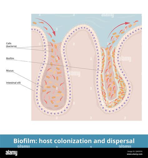 Biofilm Host Colonization And Dispersal Process Of Bacteria